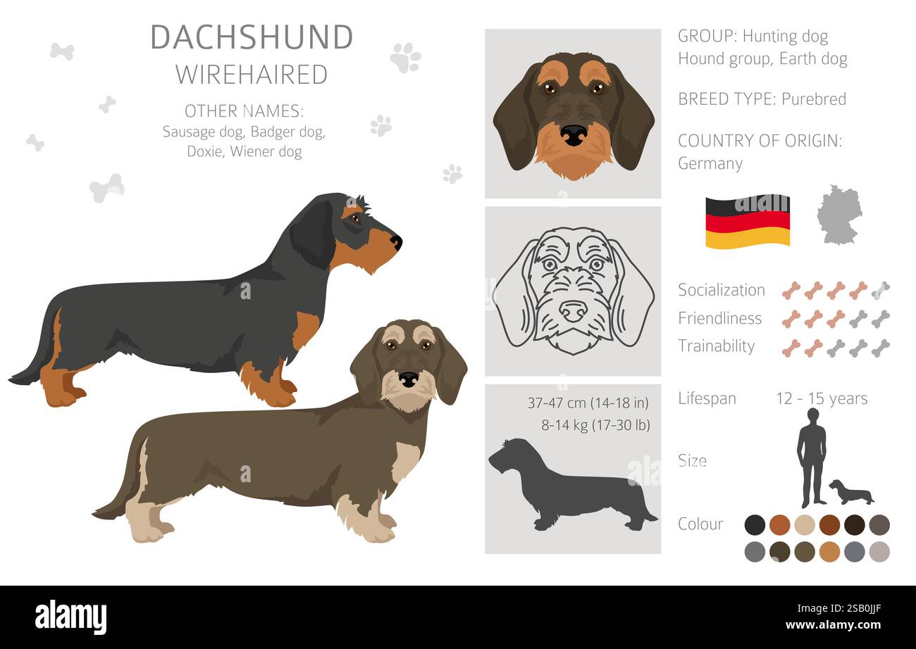 Dachshund wire haired dog clipart. Different coat colors set. Vector ...