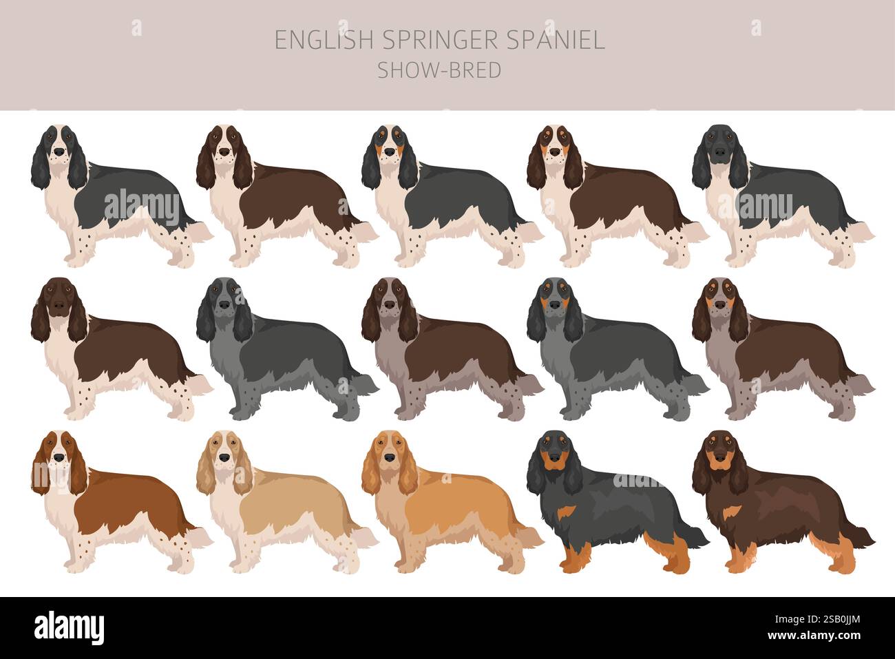 English springer spaniel show-bred clipart. Different poses, coat ...