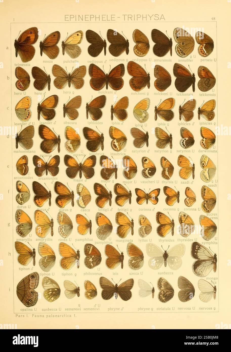 The Macrolepidoptera of the world, Stuttgart, Seitz'schen (Kernen ...