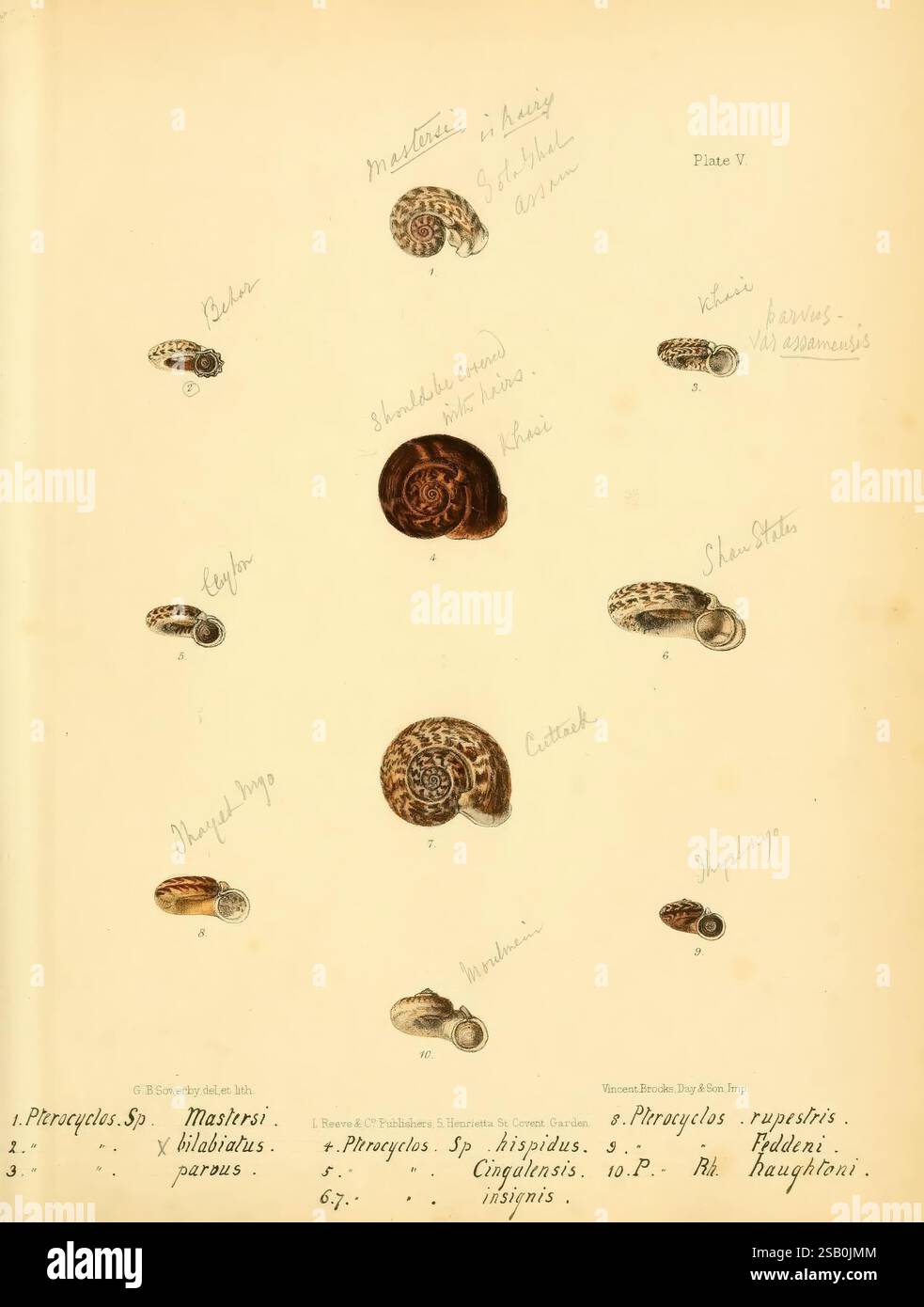 Rounded shells exhibit hi-res stock photography and images - Alamy