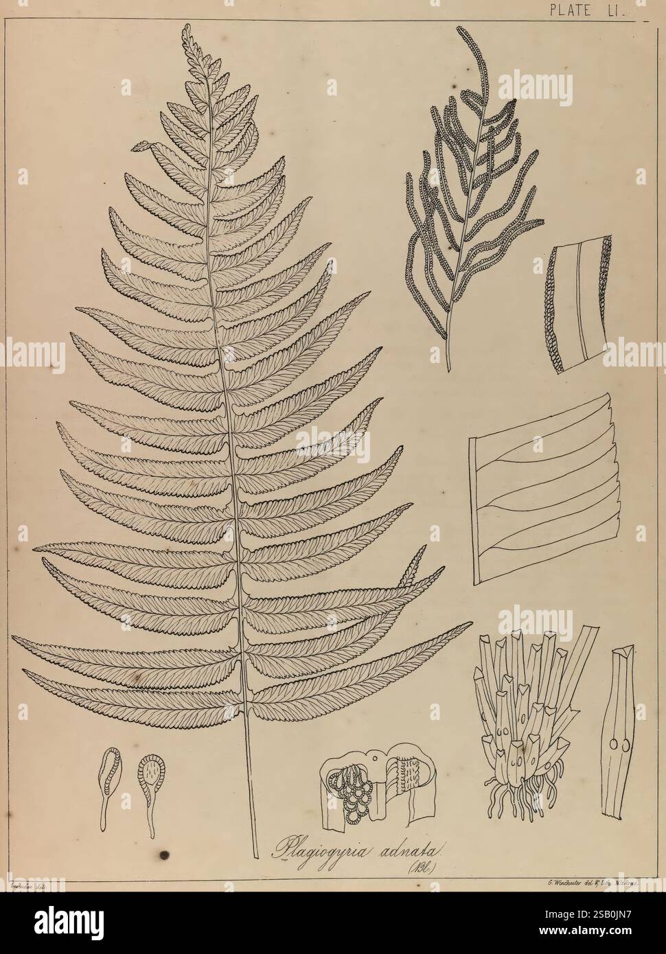The ferns of British India, Madras, 1866, India, Pteridophyta,, The ...