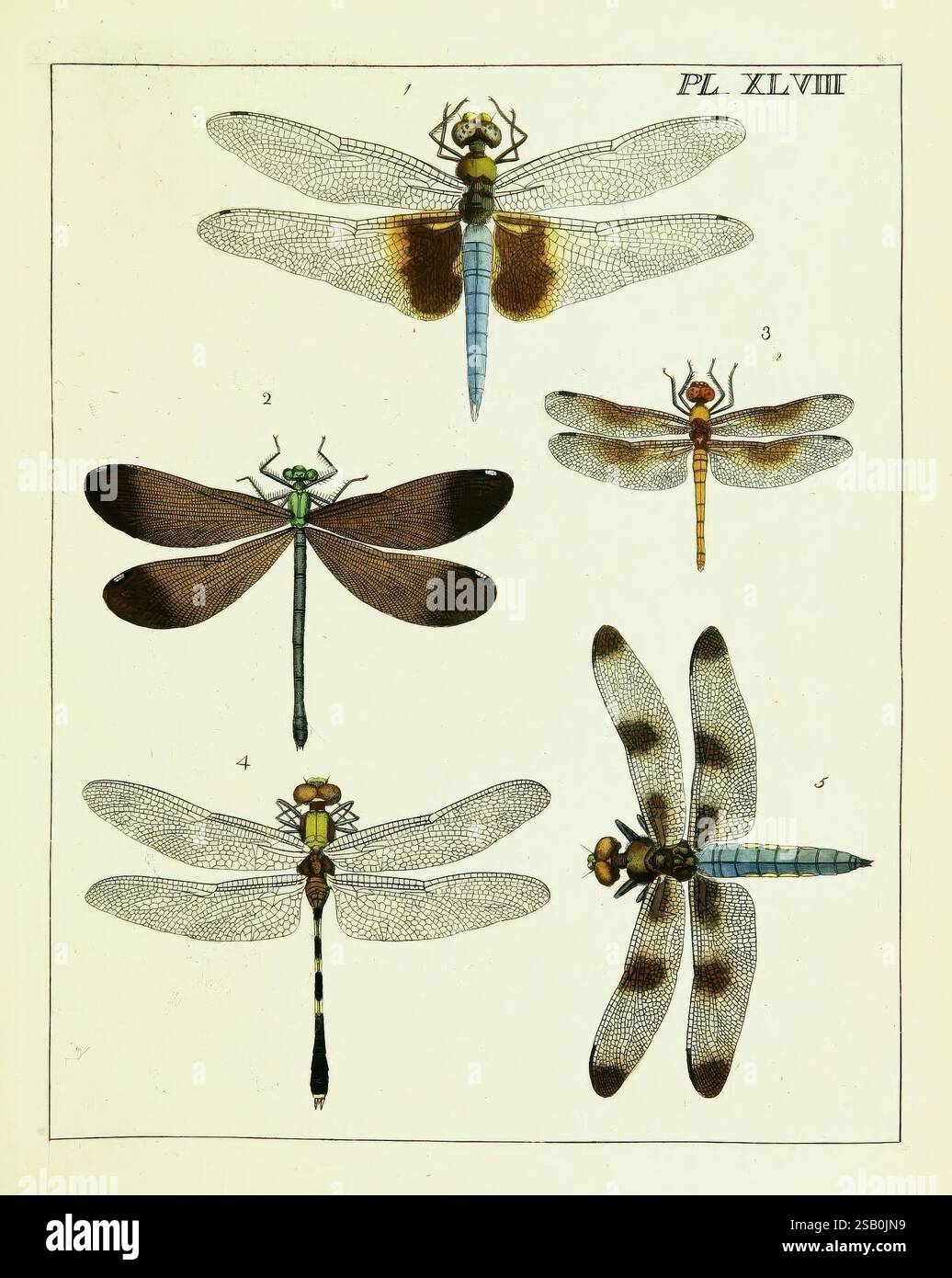 Second flaunts long hi-res stock photography and images - Alamy