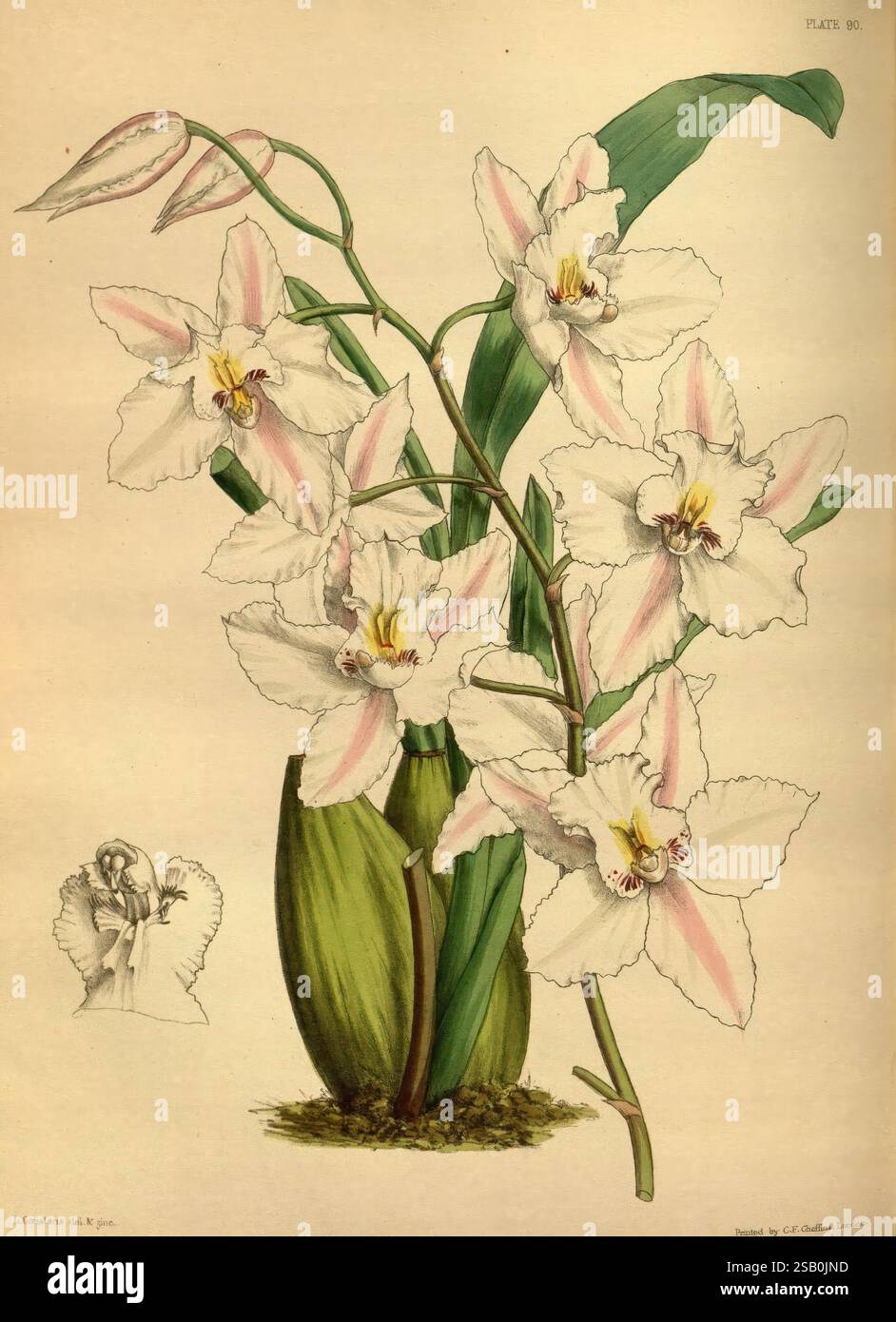 Paxton's flower garden London Bradbury and Evans 1850 1853, A botanical ...
