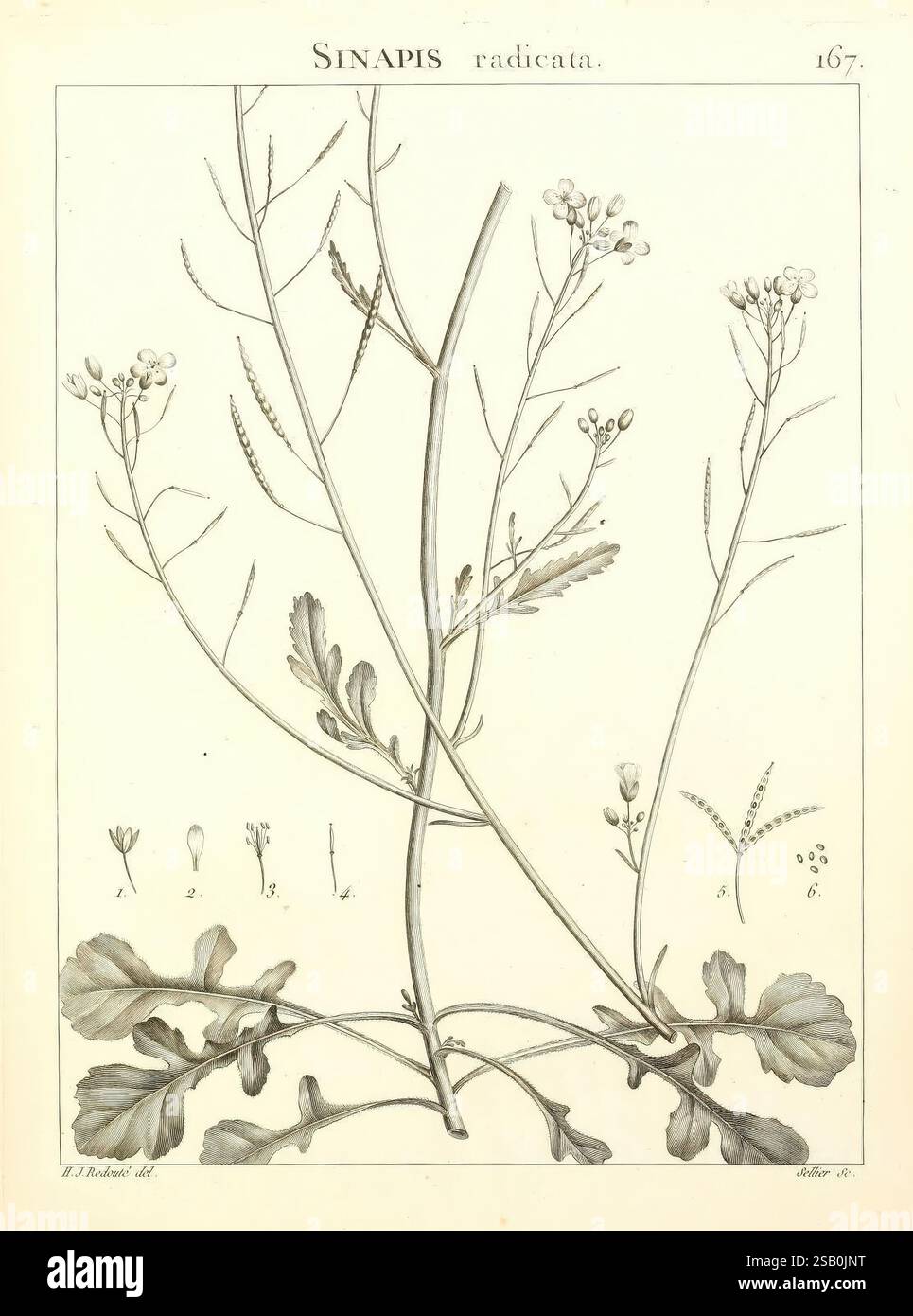 Plant sinapis radicata hi-res stock photography and images - Alamy