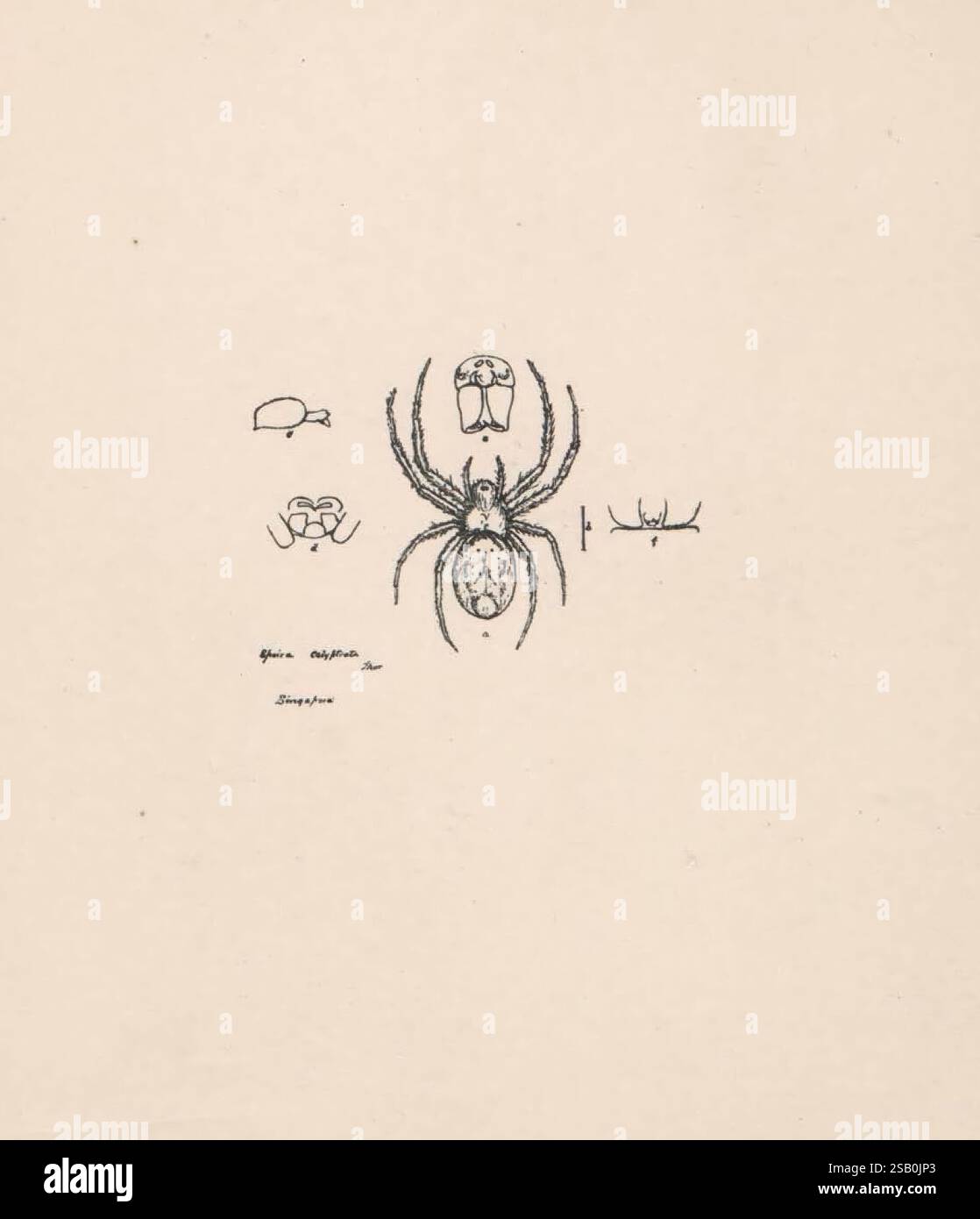 Defined spider hi-res stock photography and images - Alamy