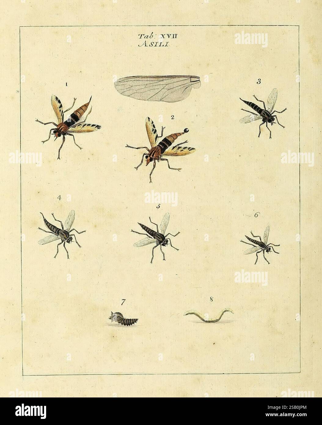 Eight distinct insects hi-res stock photography and images - Alamy