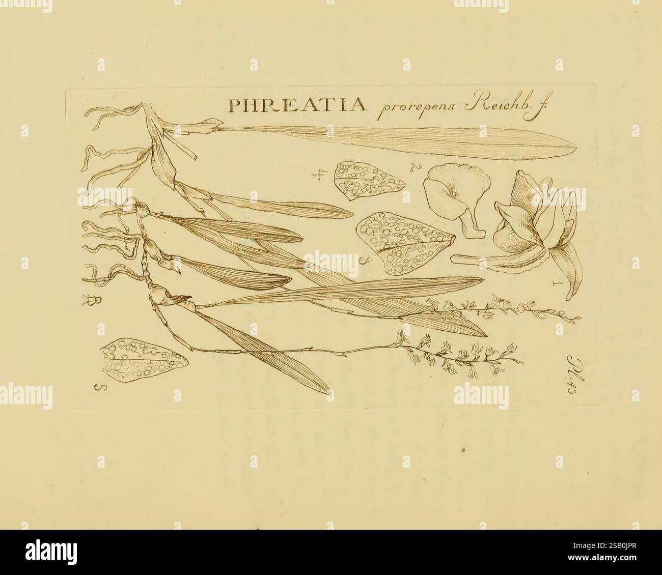 Orchidaceae: 1905-22, monocotyledoneae, orchidaceae, orchids, Blanche ...