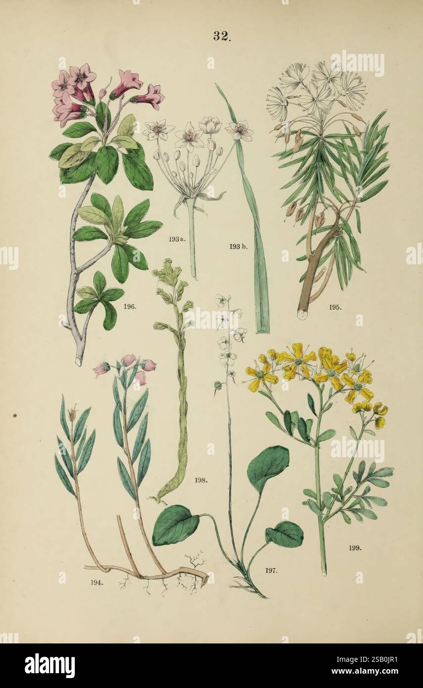 Depicted plants range hi-res stock photography and images - Alamy