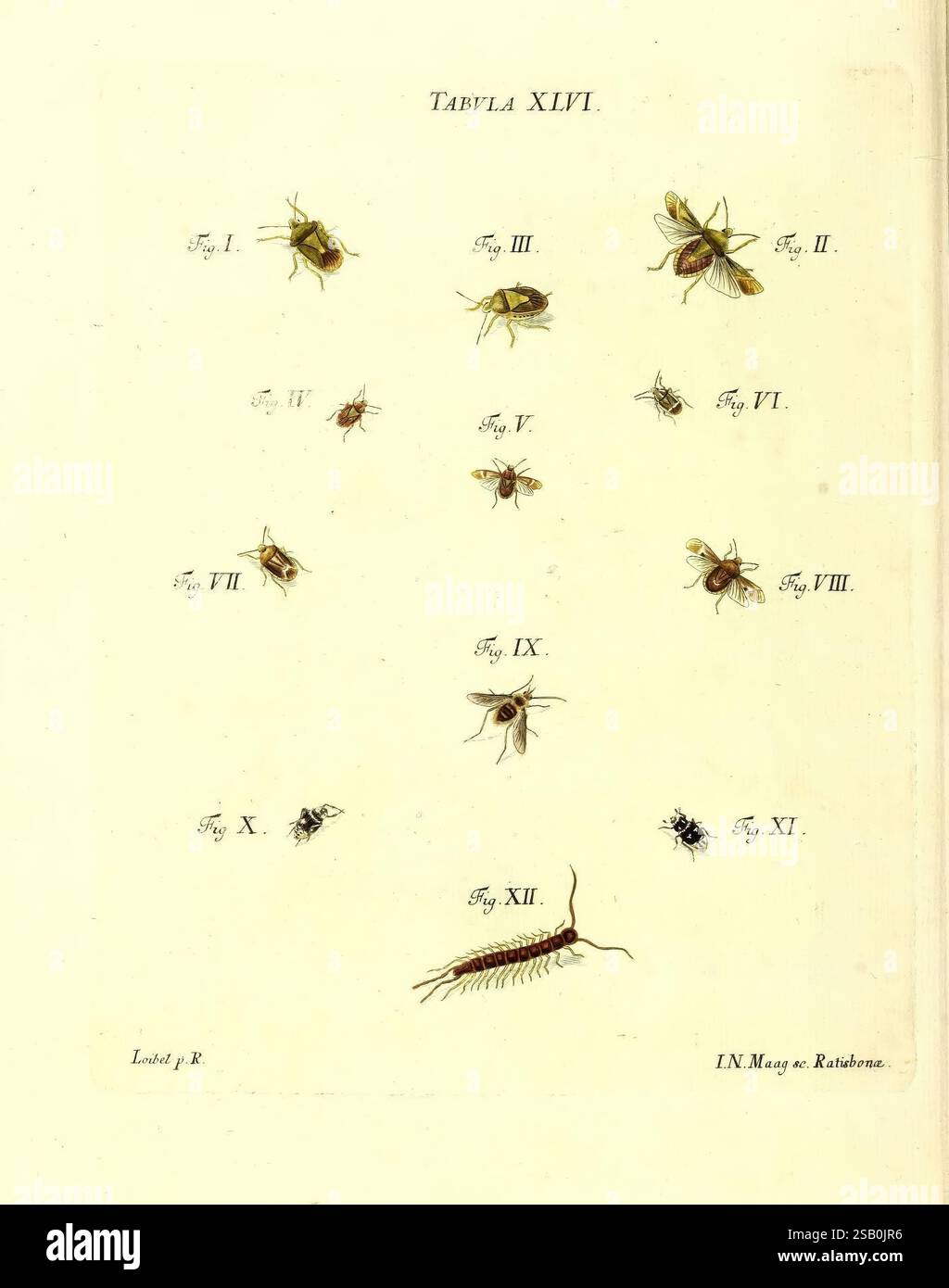 Series of detailed depictions of various species of insects hi-res ...