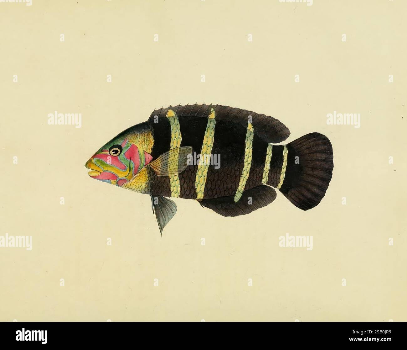 Fishs striking appearance hi-res stock photography and images - Alamy