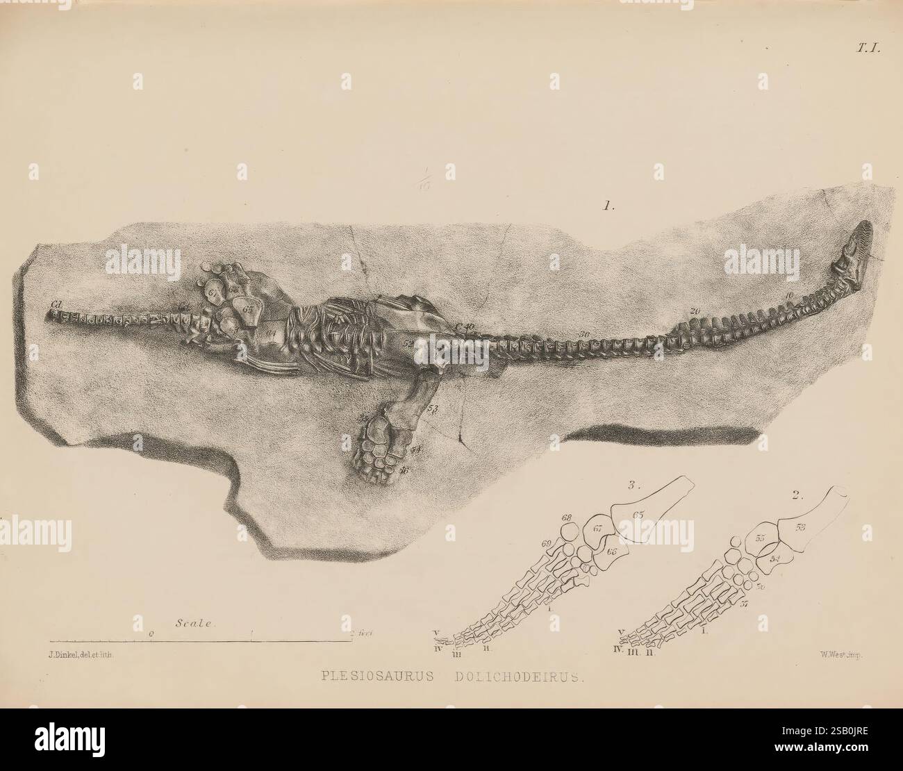 A history of British fossil reptiles, London, Cassell & Company Limited ...