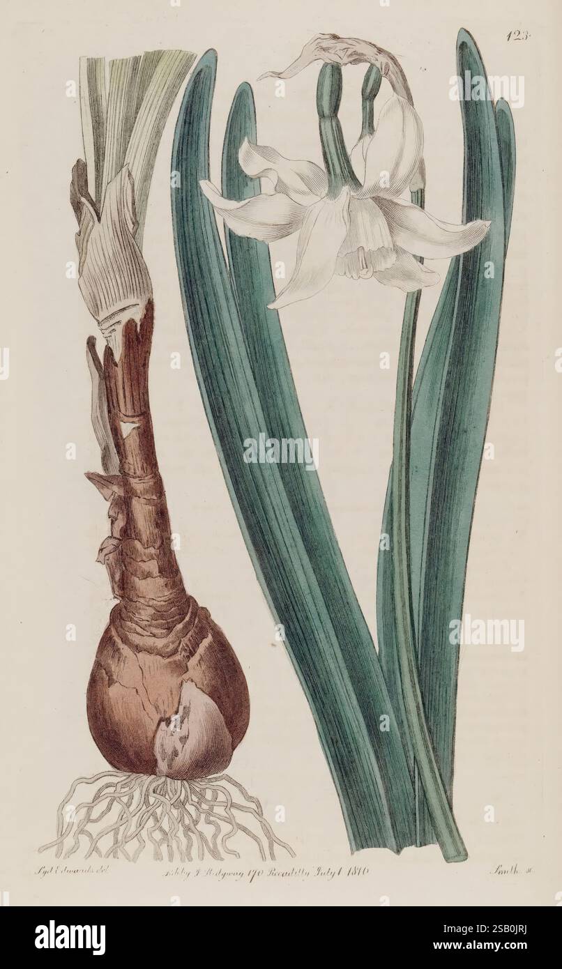 The Botanical Register, London, Printed for James Ridgway, 1815-1828 ...