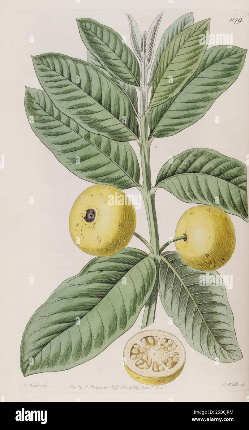 The Botanical Register, London, Printed for James Ridgway, 1815-1828 ...