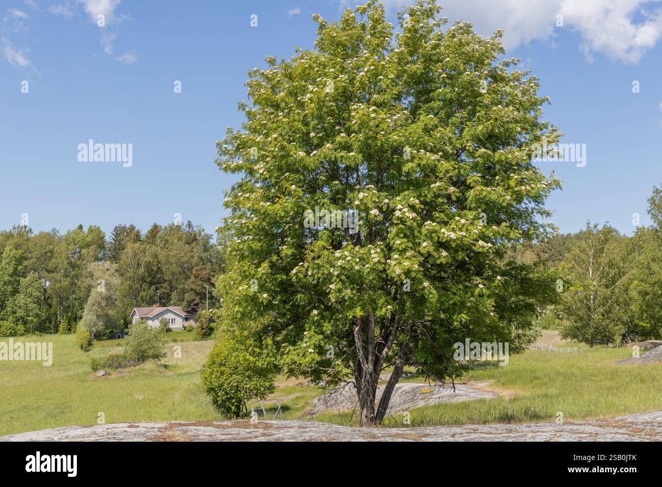 Rowan tree, Sorbus aucuparia, blooming in early summer in Raasepori ...