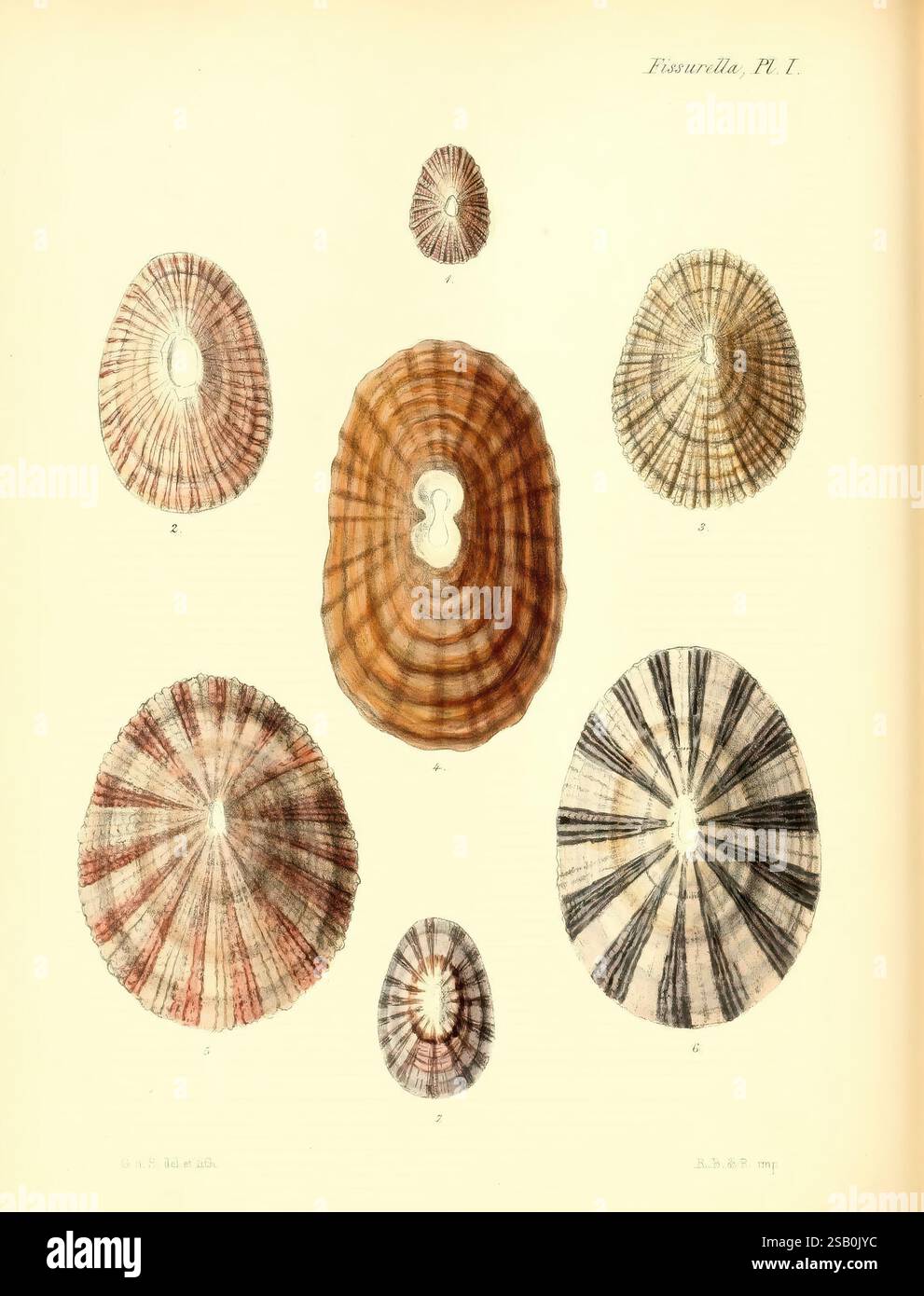 Conchologia Iconica, or Illustrations of the Shells of Molluscous ...