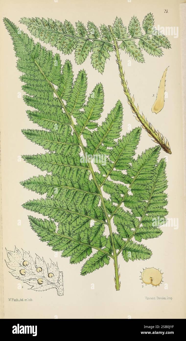 The British ferns, or Coloured figures and descriptions with the ...
