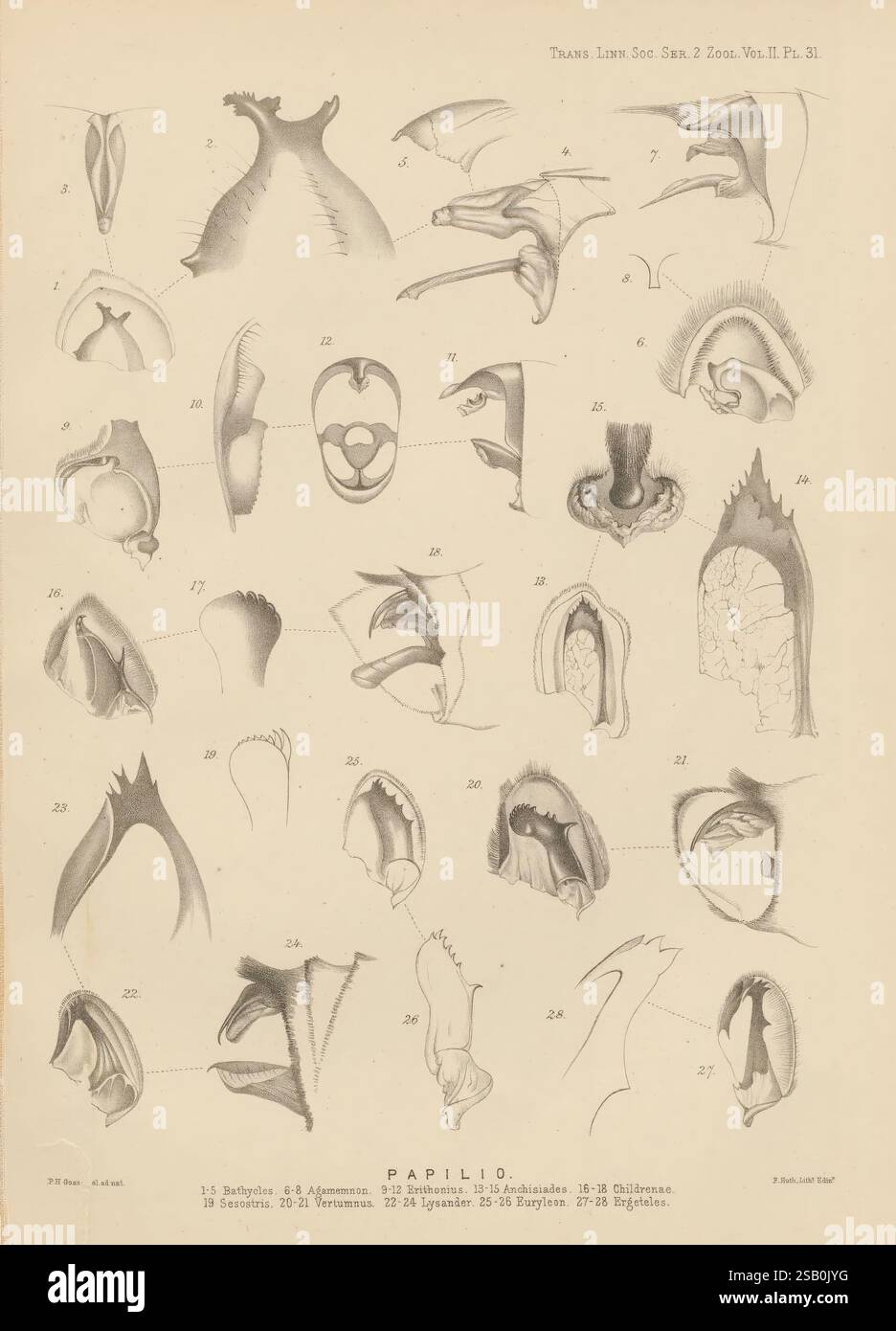 Labeled diagram showcases distinct morphological features hi-res stock ...