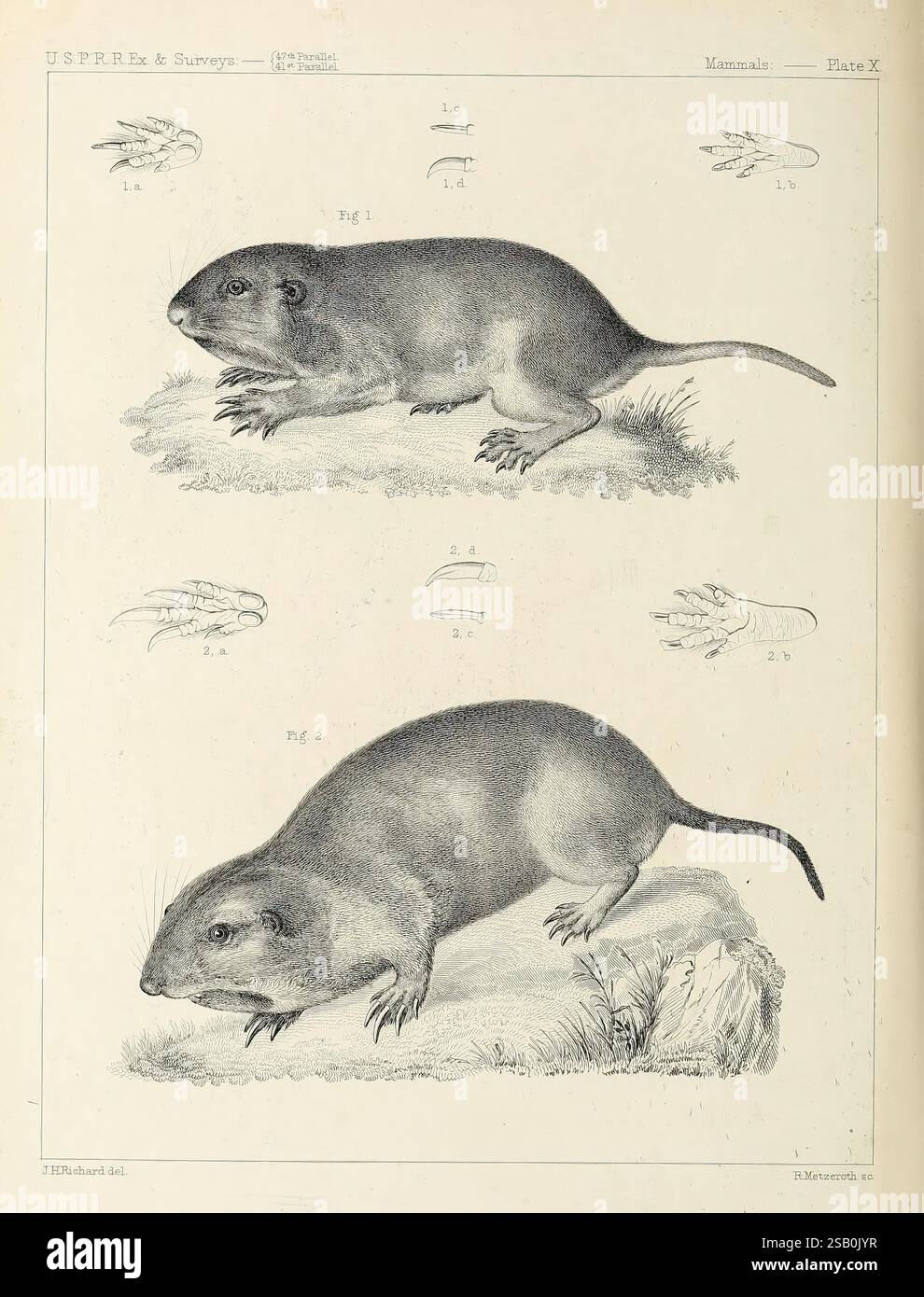 Catalogue, North American, mammals, with drawings, and proof, of plates ...