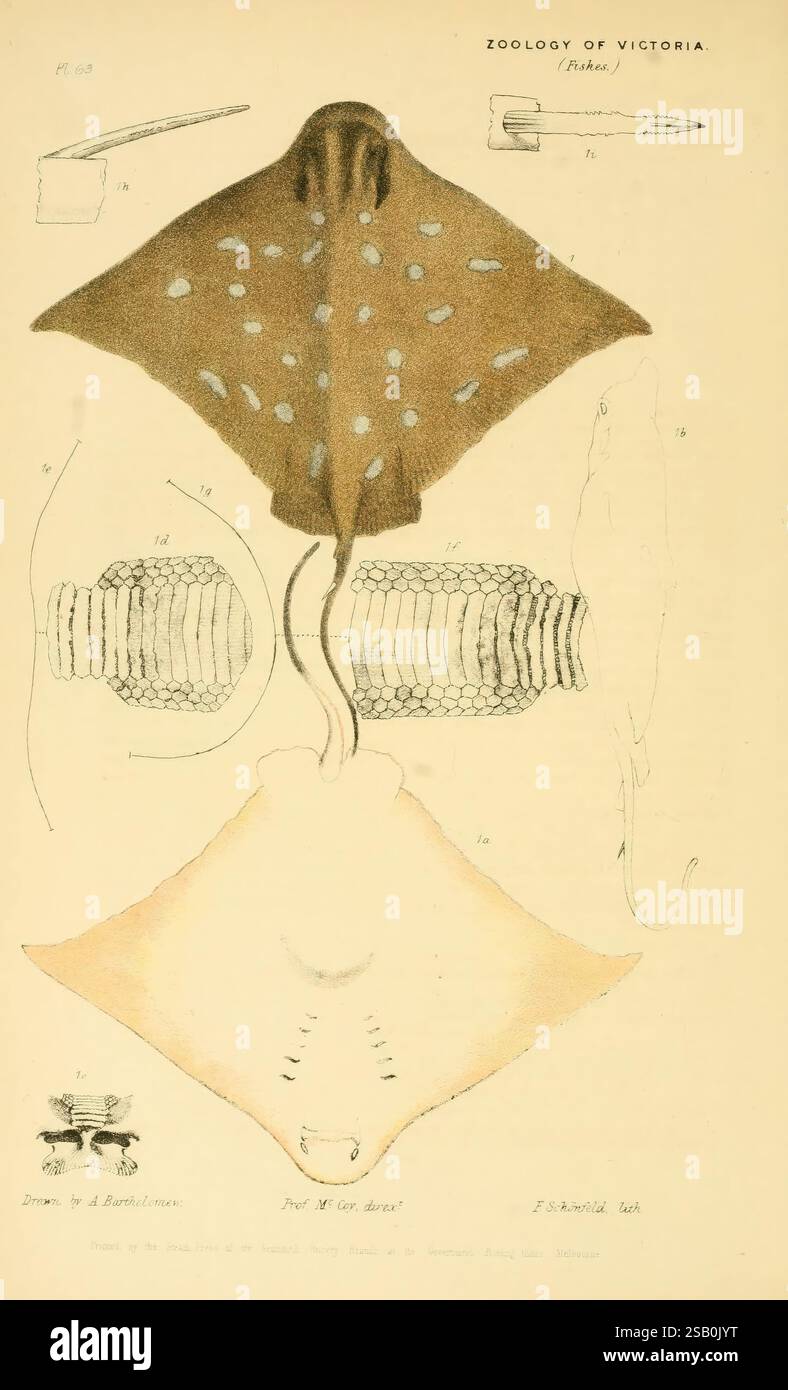Myliobatus australis hi-res stock photography and images - Alamy