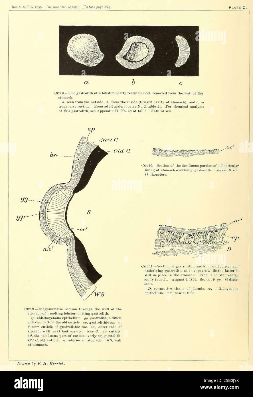 Lobsters digestive system hi-res stock photography and images - Alamy