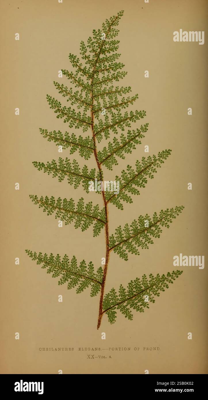 Cheilanthes elegans hi-res stock photography and images - Alamy