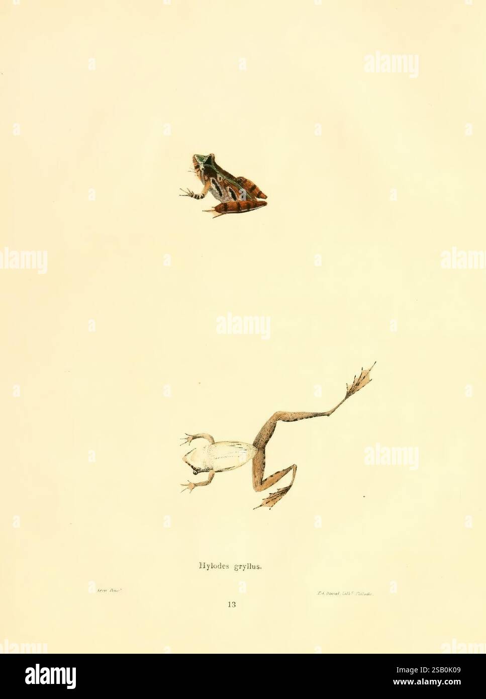 Composition features two distinct illustrations hi-res stock ...