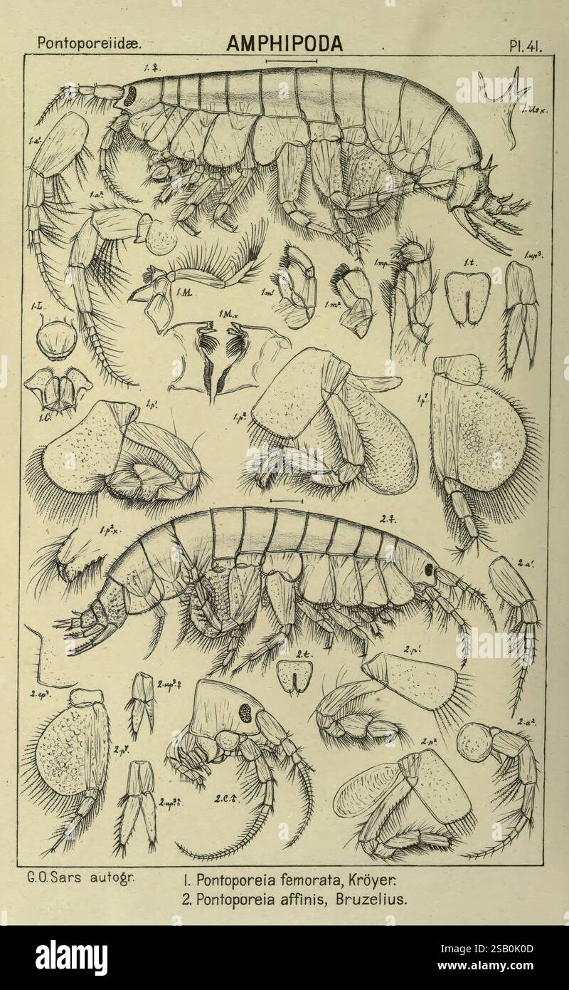 An account of the Crustacea of Norway. v.1 Amphipoda (plates ...