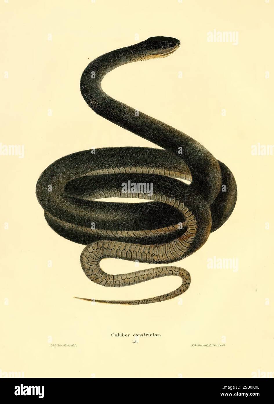 North American herpetology, Philadelphia, J. Dobson, 1836-1840 ...