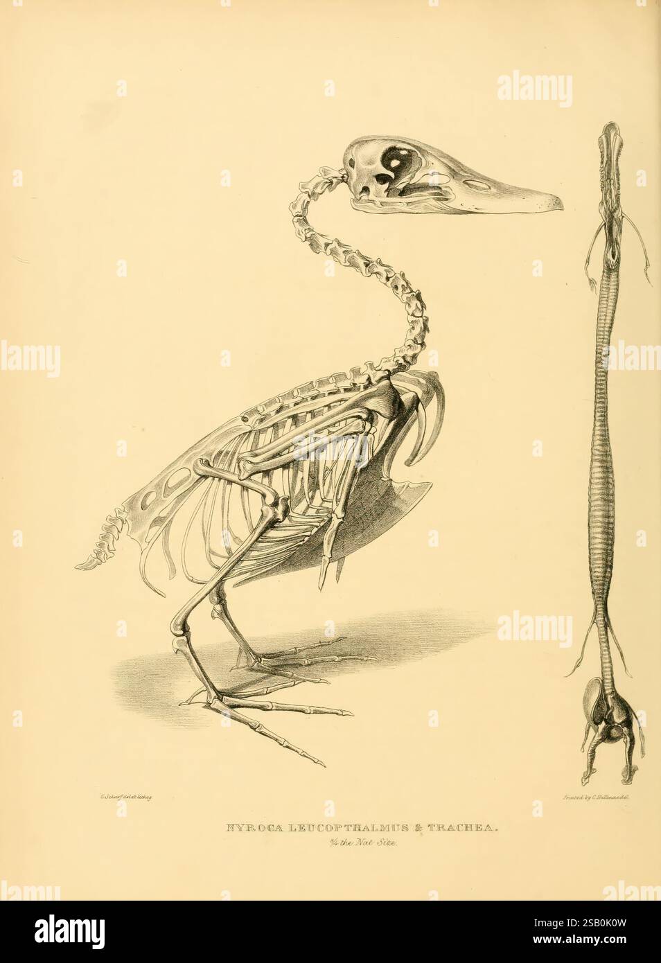 Respiratory system bird hi-res stock photography and images - Alamy