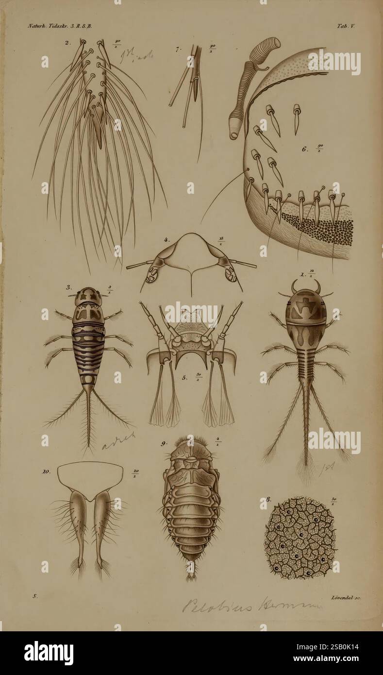 De metamorphosi eleutheratorum observationes, Kjøbenhavn, Thieles ...