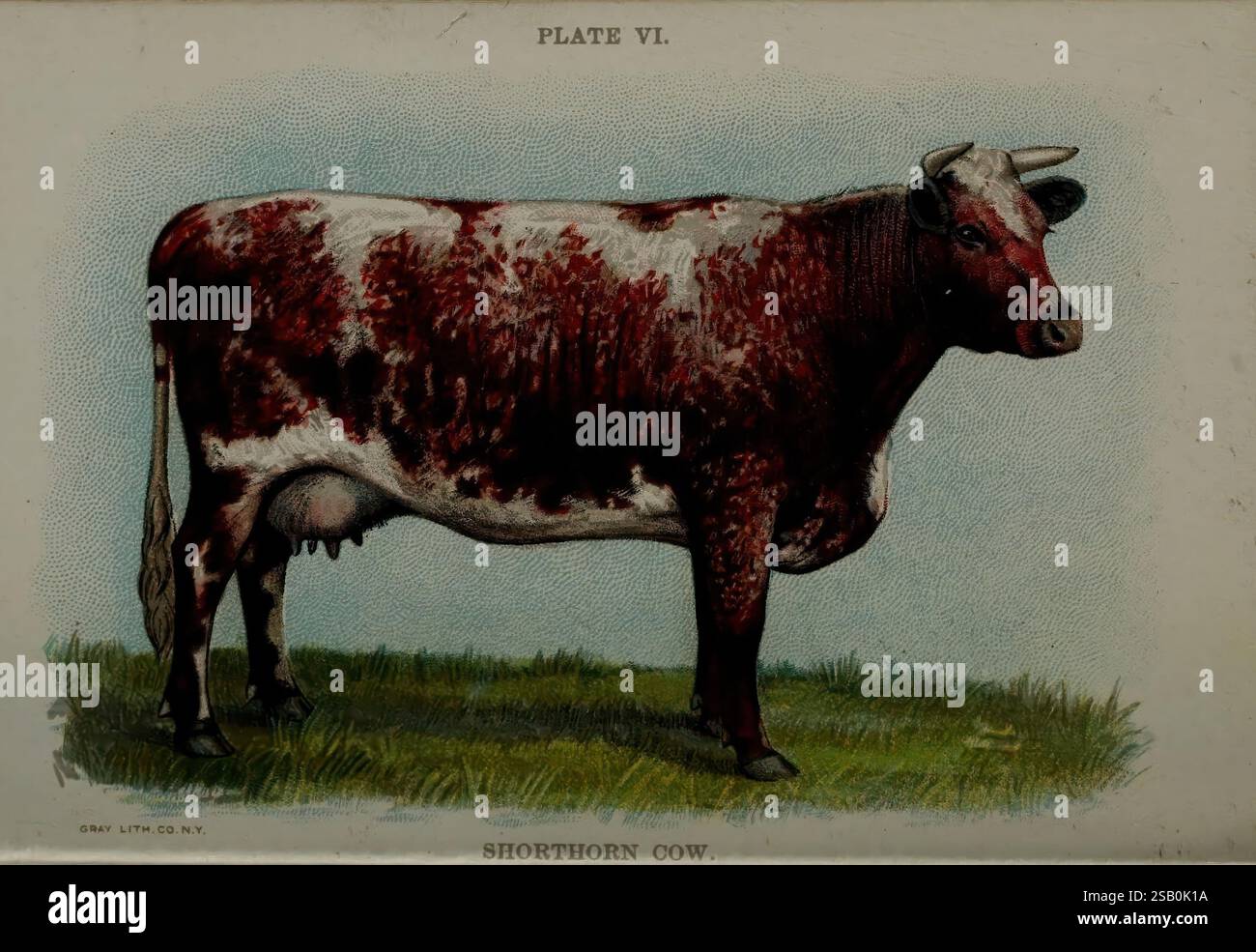 Biggle cow book Philadelphia W. Atkinson co. 1898 cow Bos taurus ...