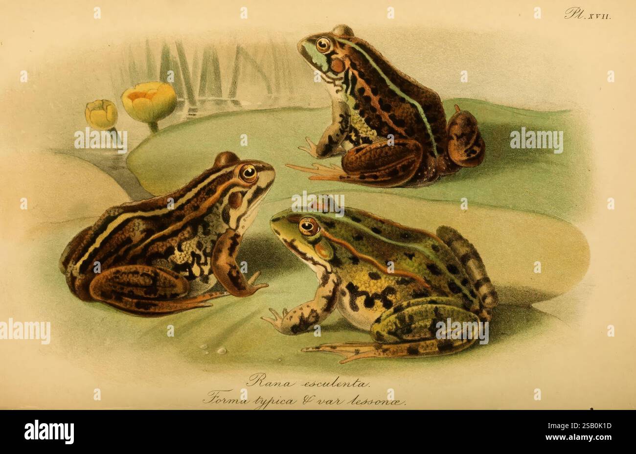 Sports bold stripes hi-res stock photography and images - Alamy