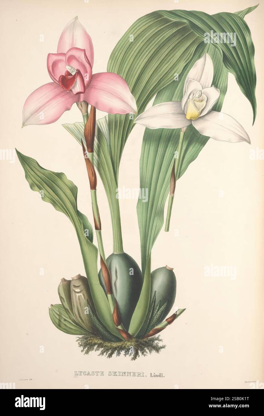 Two stunning orchid flowers hi-res stock photography and images - Alamy