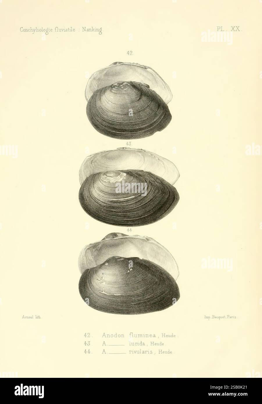 Conchyliologie, fluviatile, de, la, province, de, Nanking, et, de, la ...