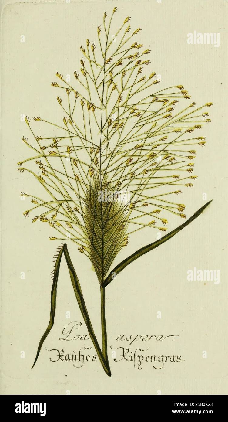 Poa aspera hi-res stock photography and images - Alamy