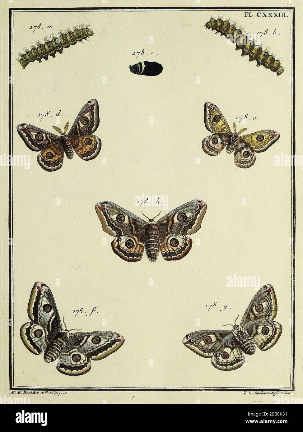 Papillons d'Europe, peints d'après nature, A Paris, Chez P.M ...