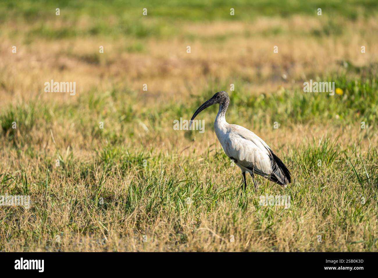 Young african sacred ibis (Threskiornis aethiopicus) standing in a ...