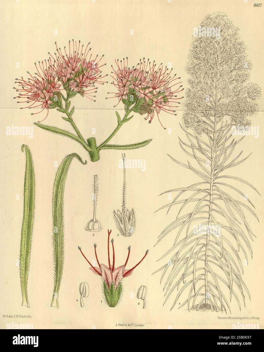 The illustration showcases a botanical study featuring a flowering ...