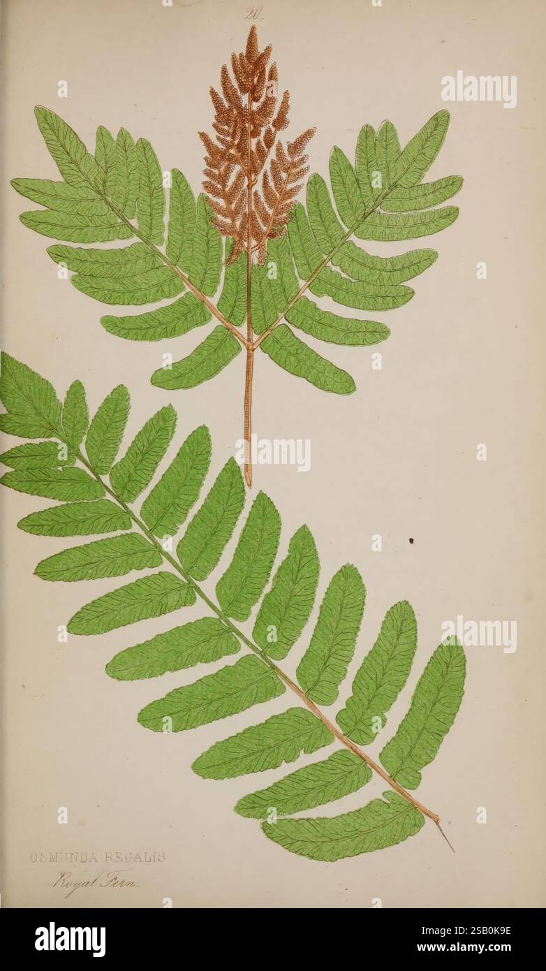 Smaller fern displays hi-res stock photography and images - Alamy