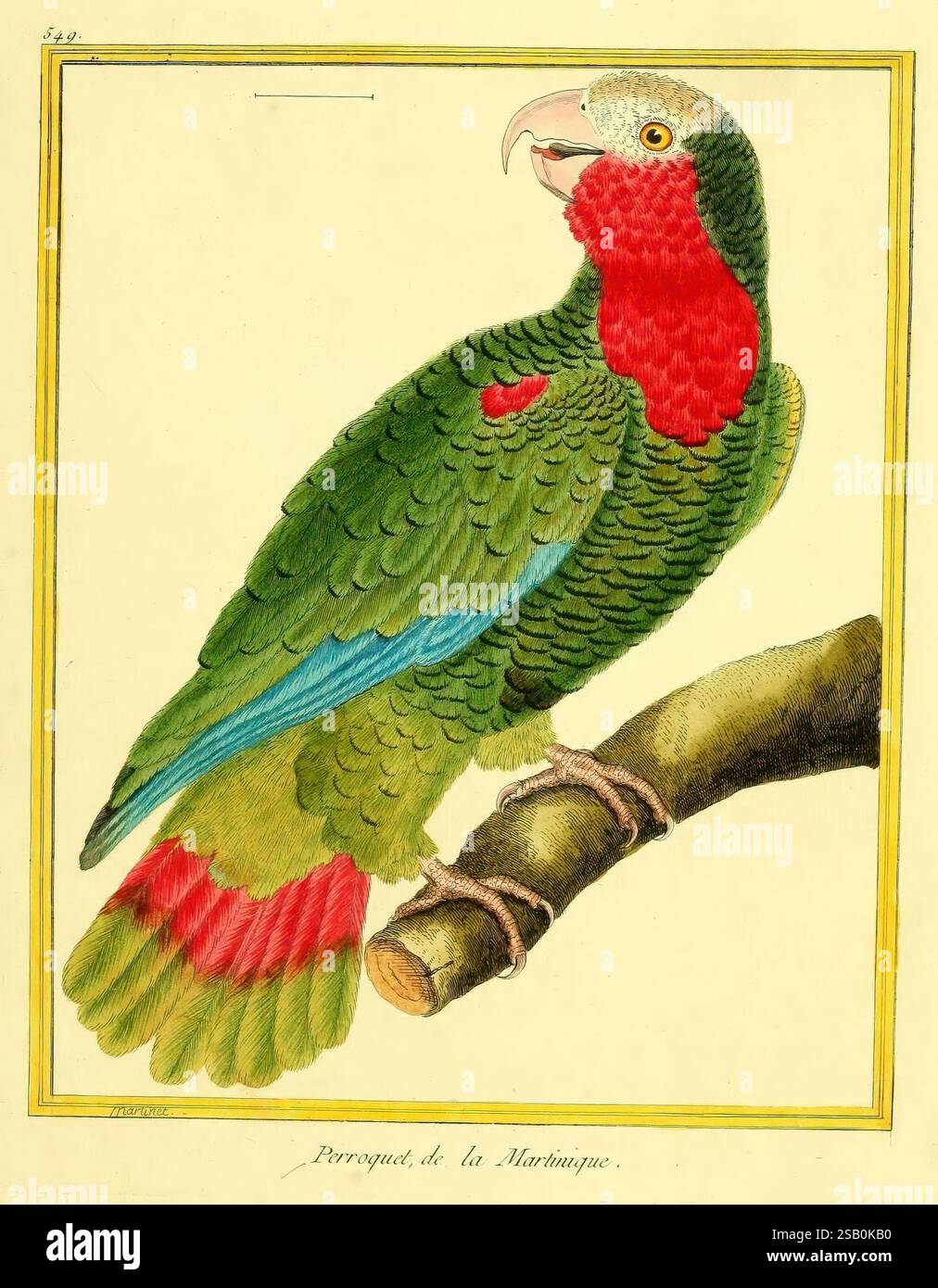 Strong beak hints hi-res stock photography and images - Alamy