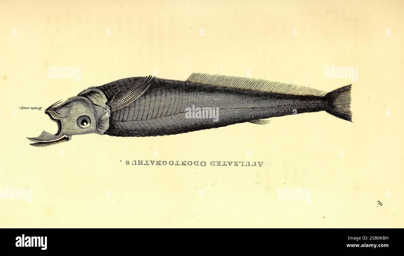 Fishs head displays unique characteristics hi-res stock photography and ...