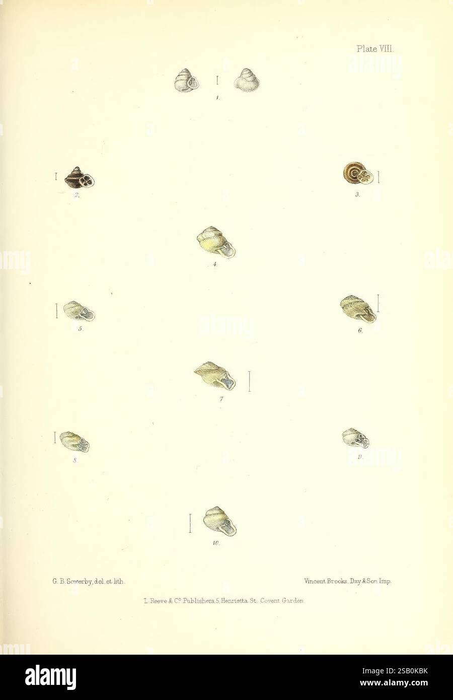 Pictorial shell guide hi-res stock photography and images - Alamy