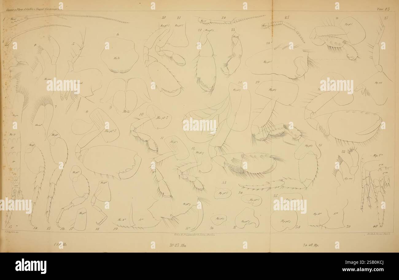 Gammarini del golfo di Napoli, Berlin, R. Friedländer & Sohn, 1893 ...