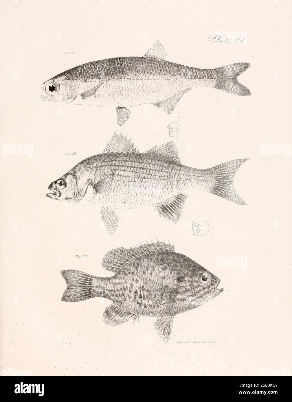 Zoology of New York, Albany, W. & A. White & J. Visscher, 1842-44 ...