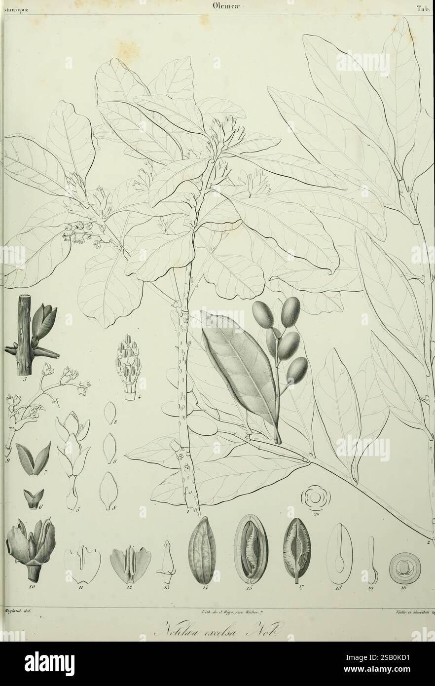 Histoire naturelle des Iles Canaries Paris Béthune éditeur 1836-1850 ...