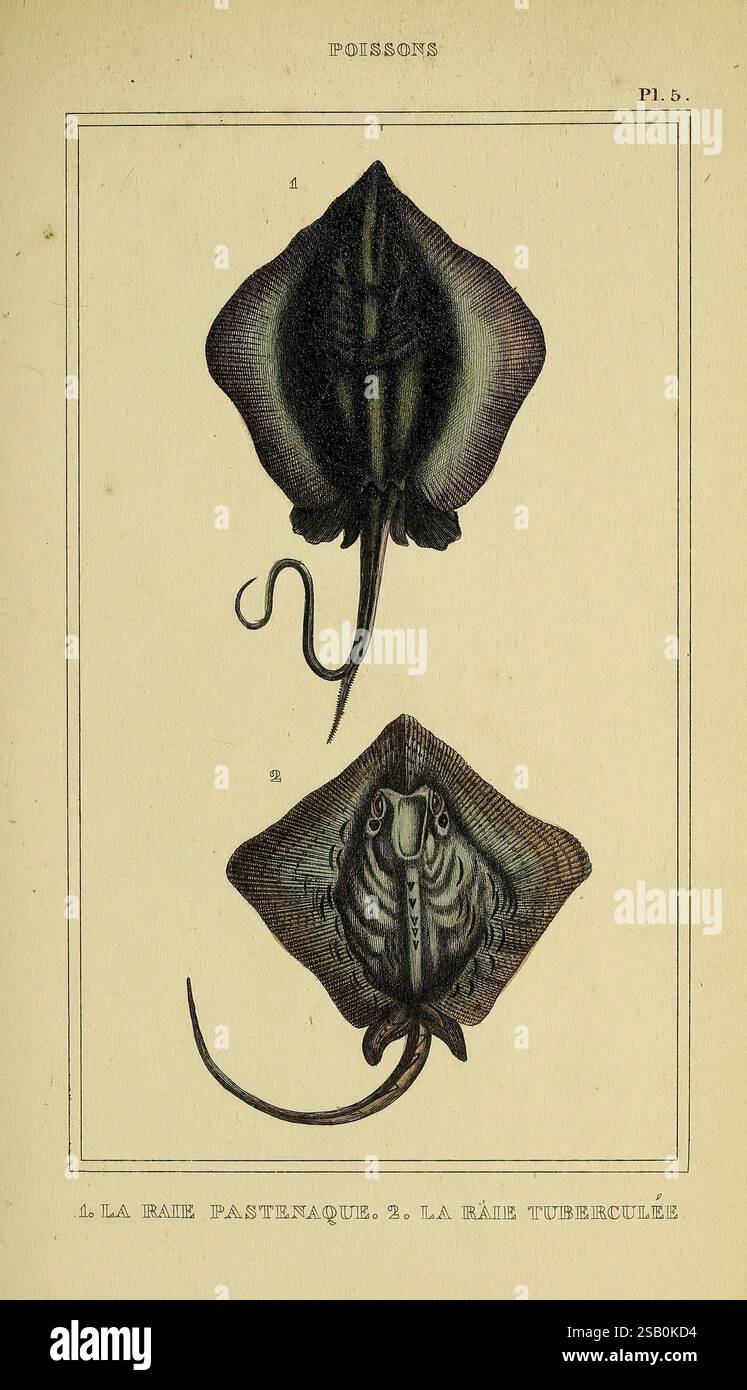 Oeuvres du comte de Lacépède, Paris, P. Duménil, 1836, natural history ...