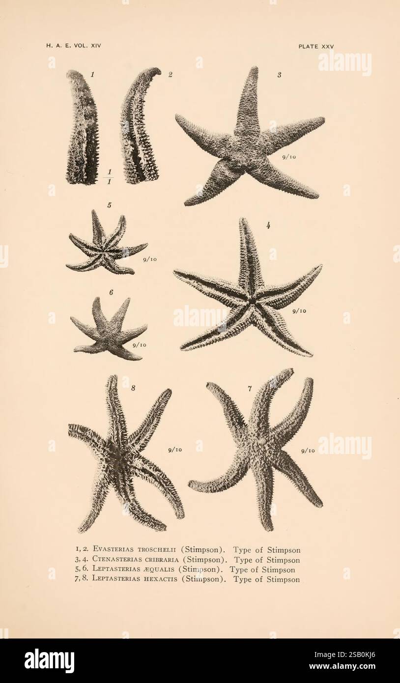Starfish identification hi-res stock photography and images - Alamy