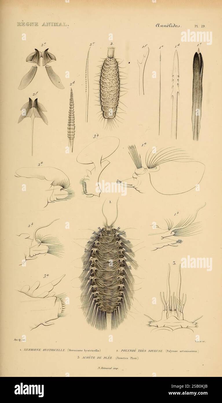 Identifying key physical characteristics hi-res stock photography and ...
