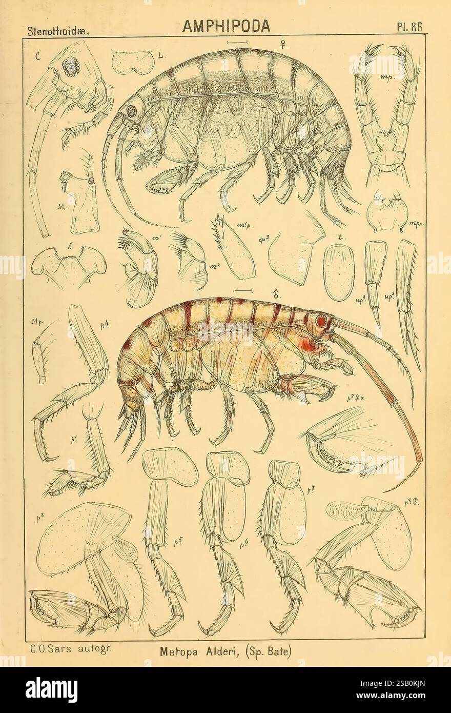 An account of the Crustacea of Norway Christiania, A. Cammermeyer, 1895 ...