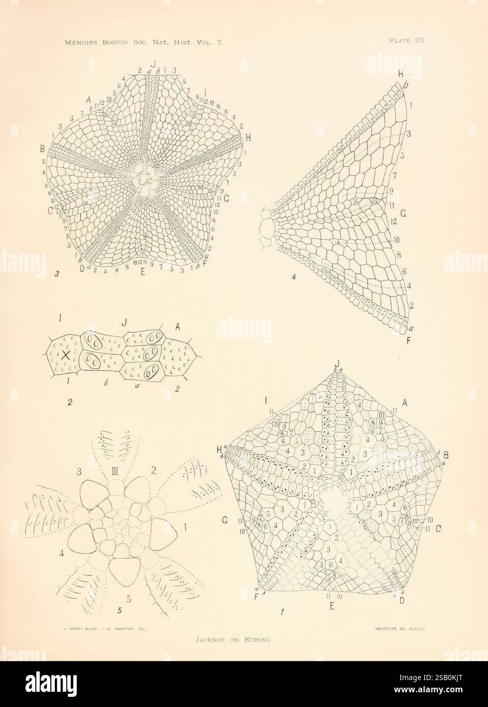 Phylogeny of the Echini Boston The Society 1912. Paleontology Paleozoic ...